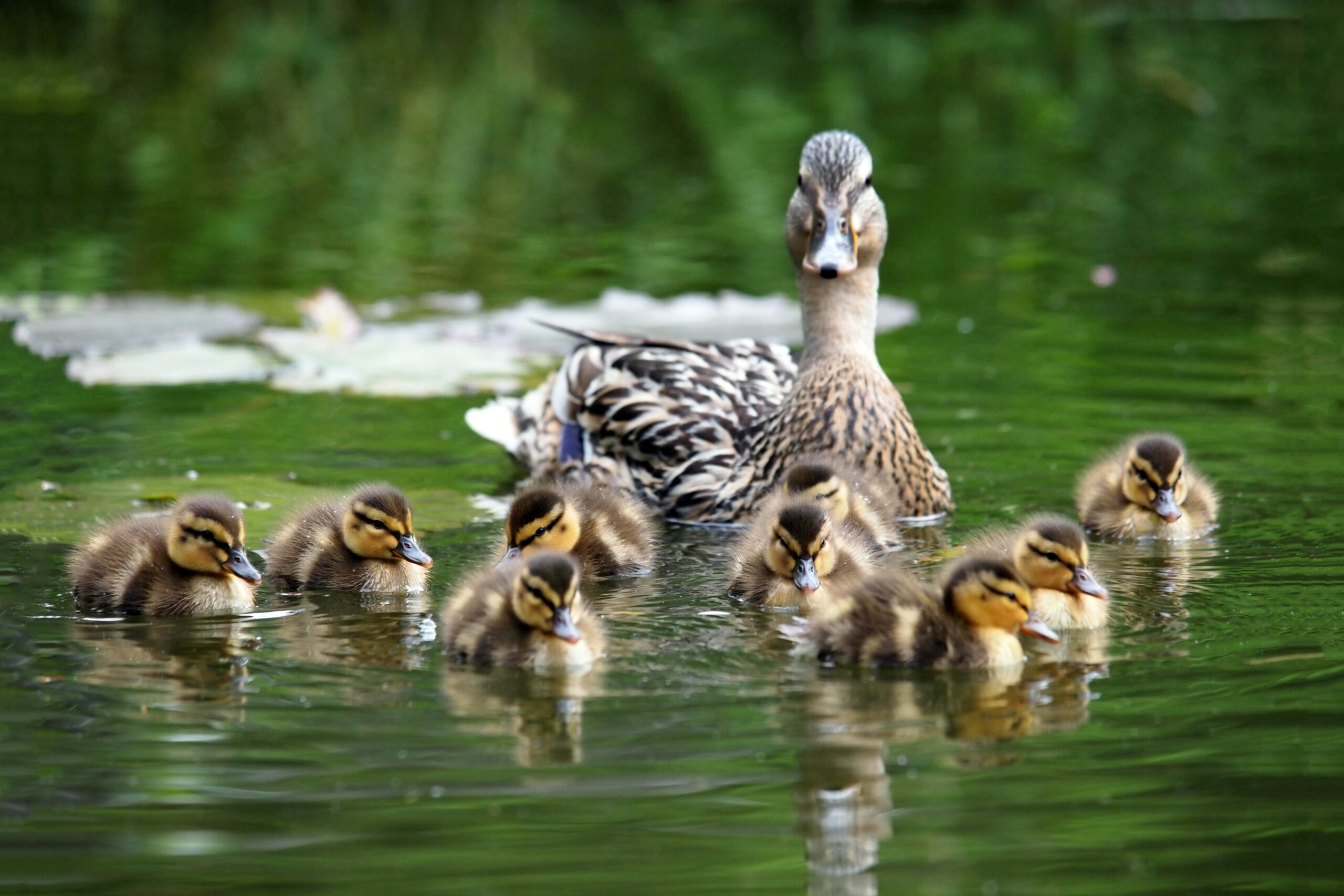 Ducks – The Chick Hatchery