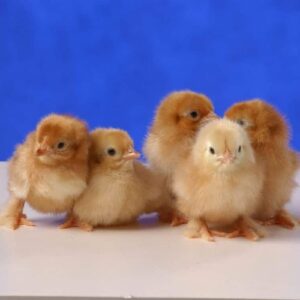 Red Cochin Bantam – The Chick Hatchery