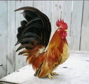 Black Tail Buff Japanese Bantams – The Chick Hatchery