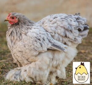 Splash Cochin Standard – The Chick Hatchery