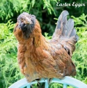 Easter Egger – The Chick Hatchery
